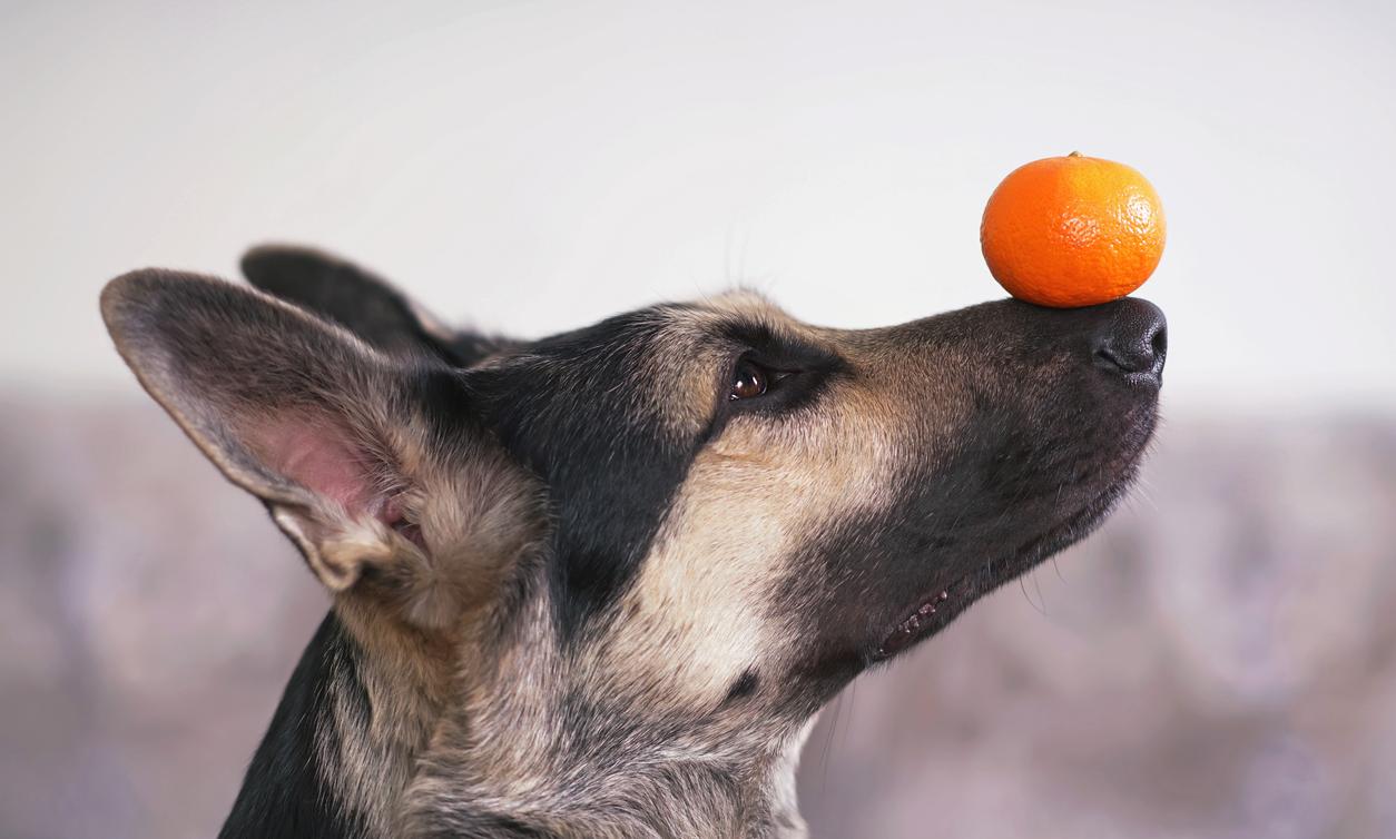 Can Dogs Eat Oranges? Your Furry Friend Might Enjoy Them