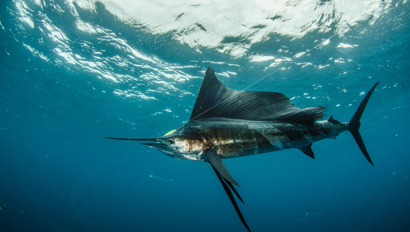 Here's a List of the Fastest Fish in the Ocean
