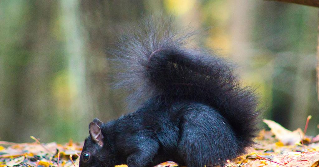 Learn All About the Rare and Unique Black Squirrel