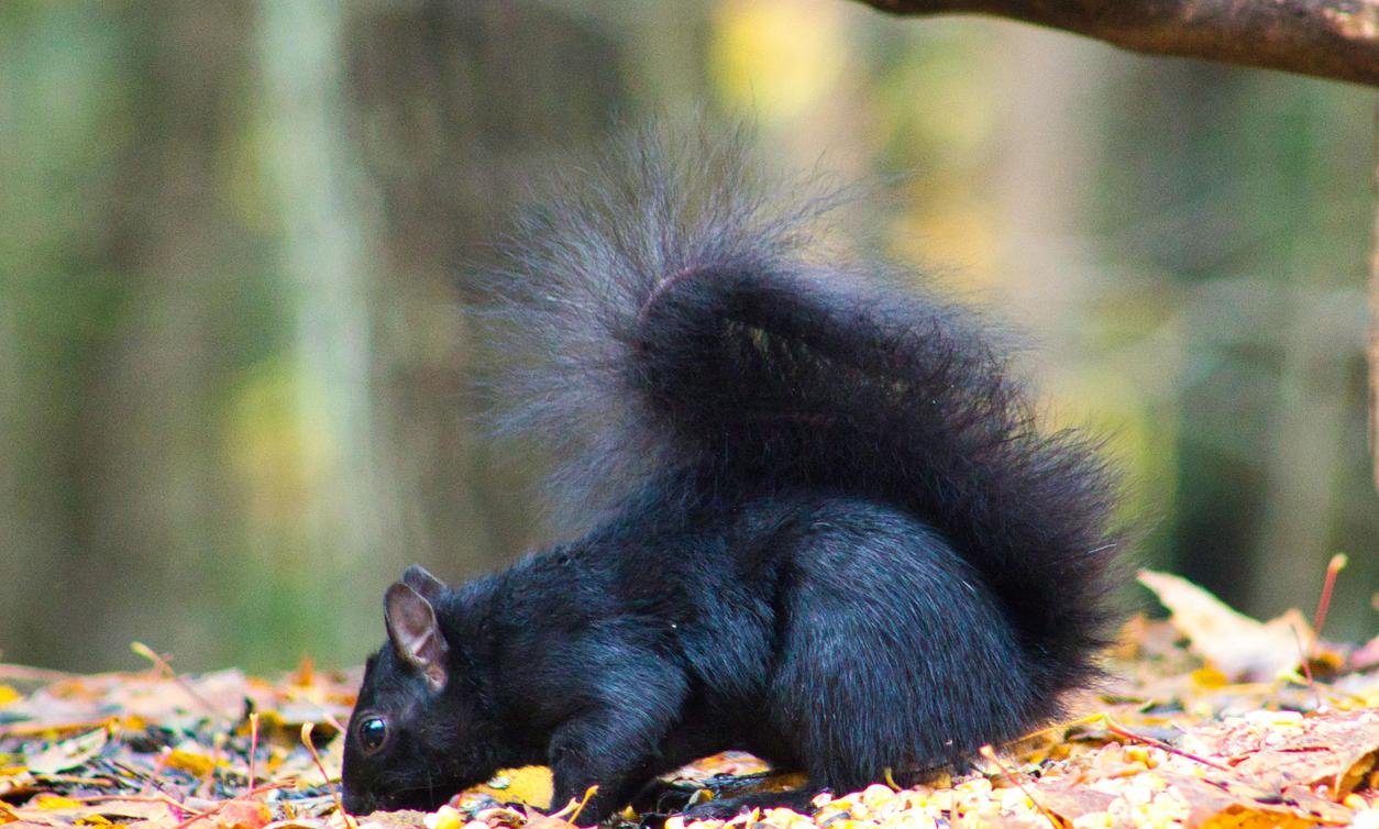 Learn All About the Rare and Unique Black Squirrel
