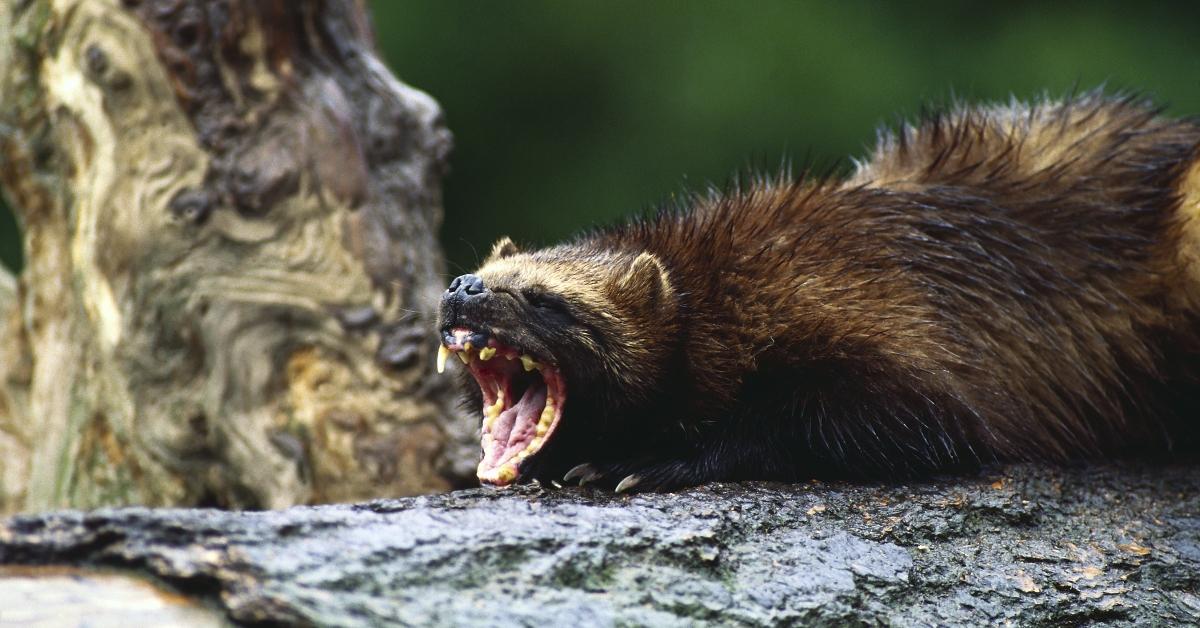 Are Wolverines Dangerous? Let's Look Beyond the Claws