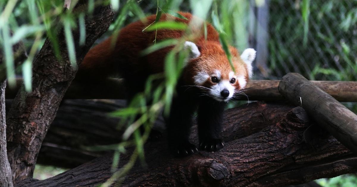 A Baby Red Panda Died From Stress at the Edinburgh Zoo