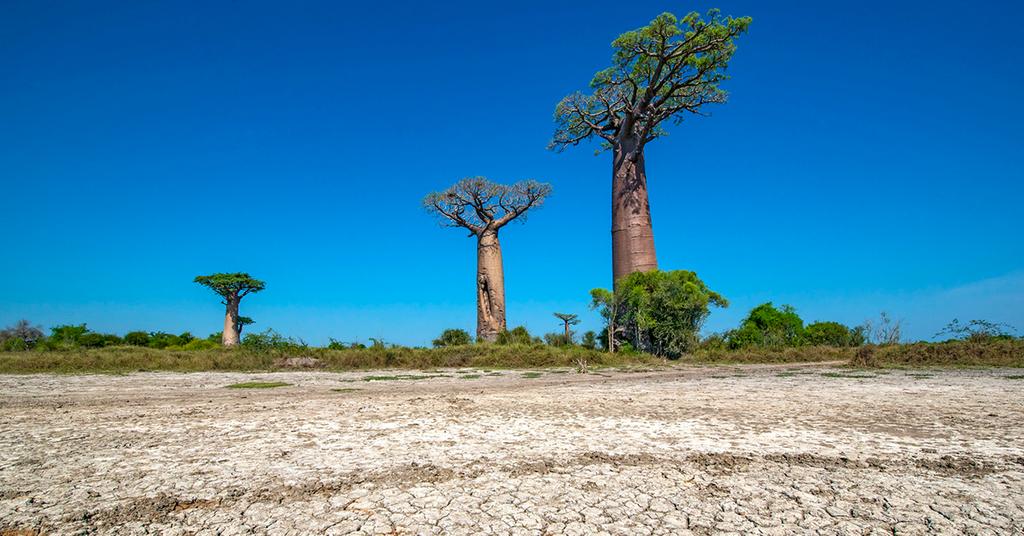 Madagascar to Plant 60 Million Trees to Help Fight Climate Change