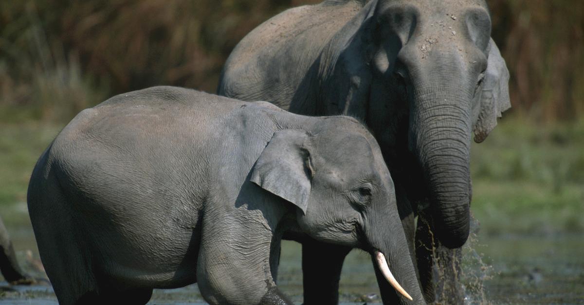 7 International Earth Day Celebrations to Commemorate the Planet