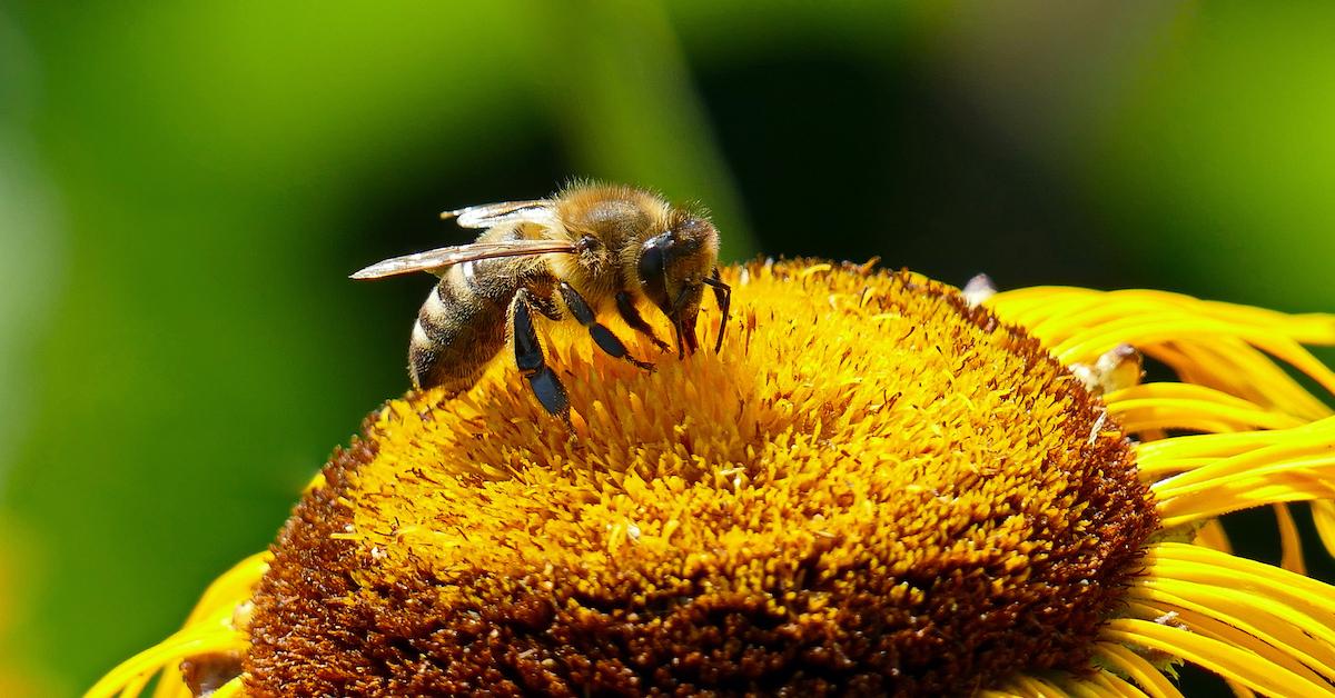 World Bee Day 2020: How to Protect Bees