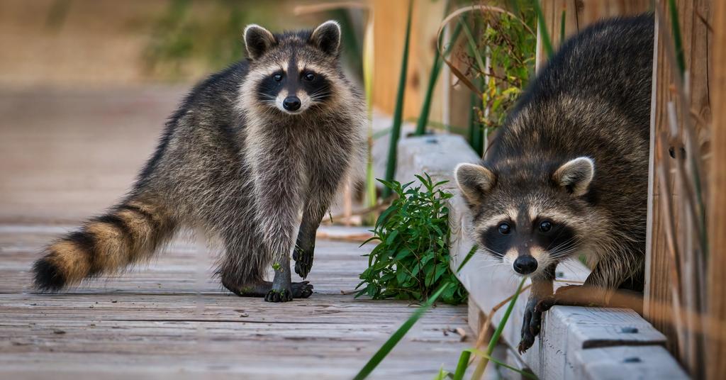 What Do Raccoons Eat? Keep Your Trash Lids Closed Around Raccoons