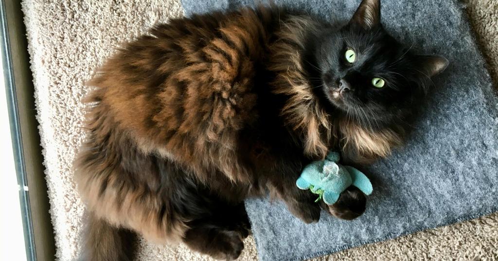 Why Do Cats Yell When Carrying Toys This Behavior Explained