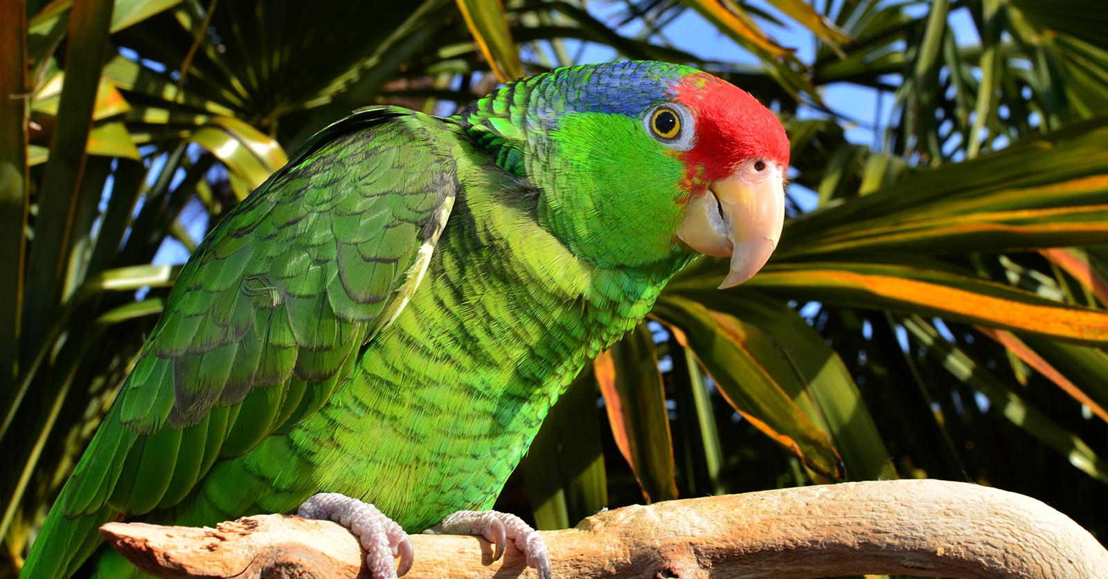 Red-Crowned Parrot Demonstrates Potential Of Moving Endangered Species ...