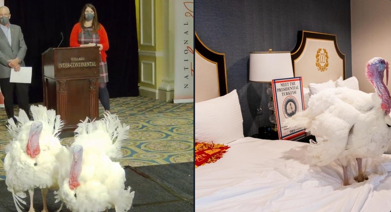What Happens to the Turkey the President Pardons?