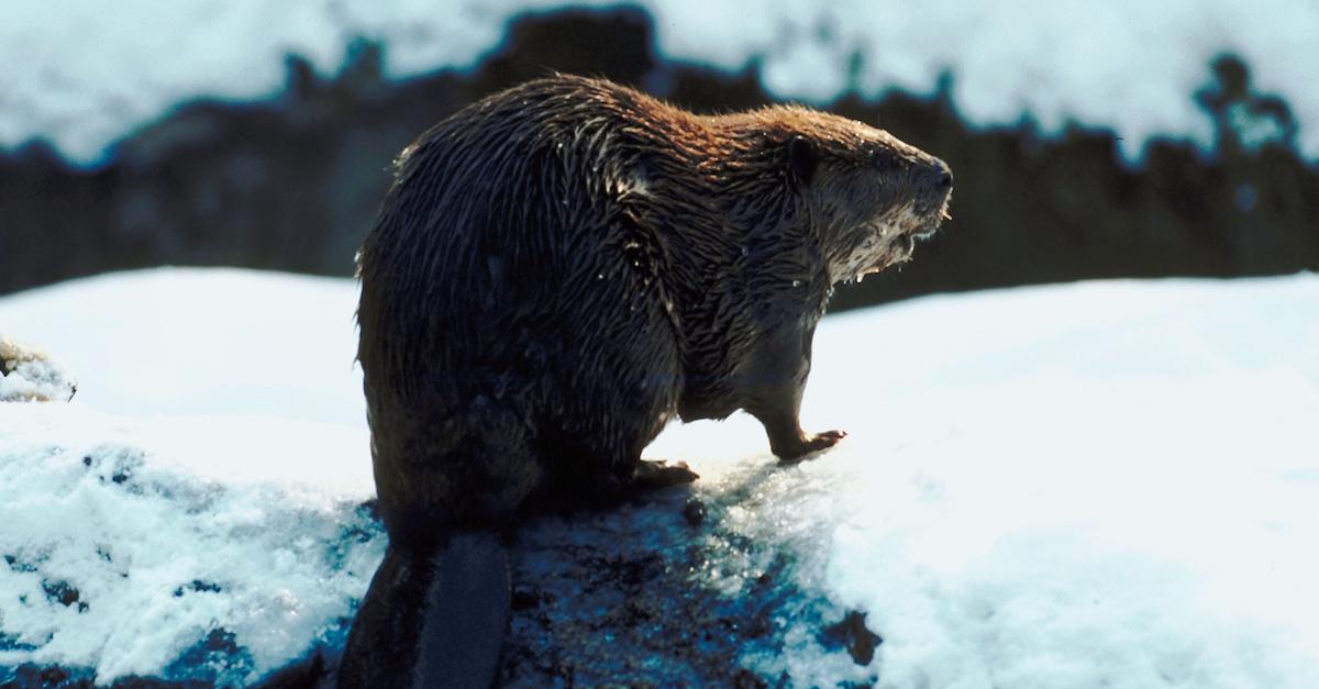Beavers Have Been Reintroduced to England After Going Locally Extinct