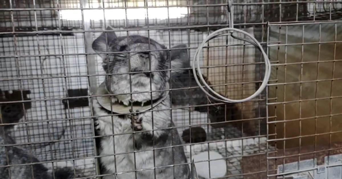 Romania Bans Fur Farming — Details Here