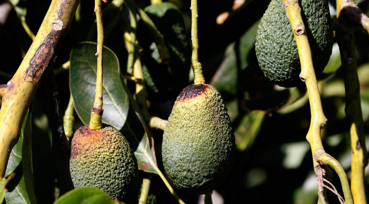 The Surprising Environmental Impact of Avocados
