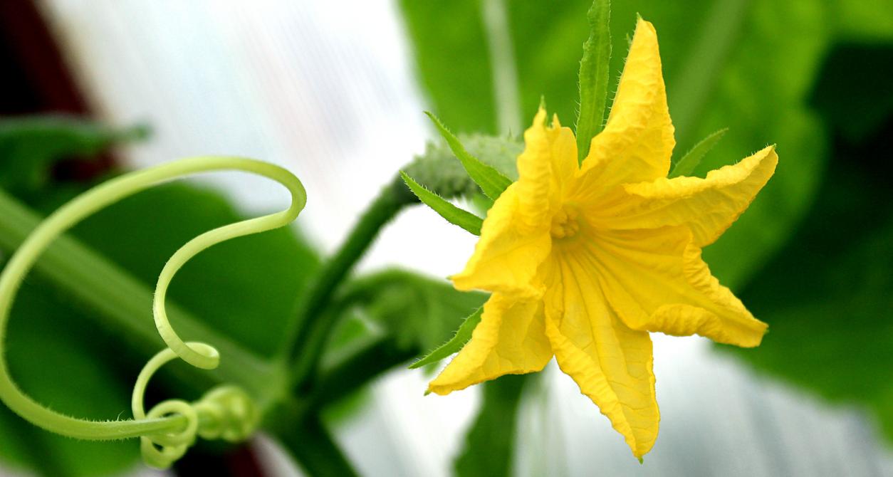 Cucumber Plant Stages: What to Know