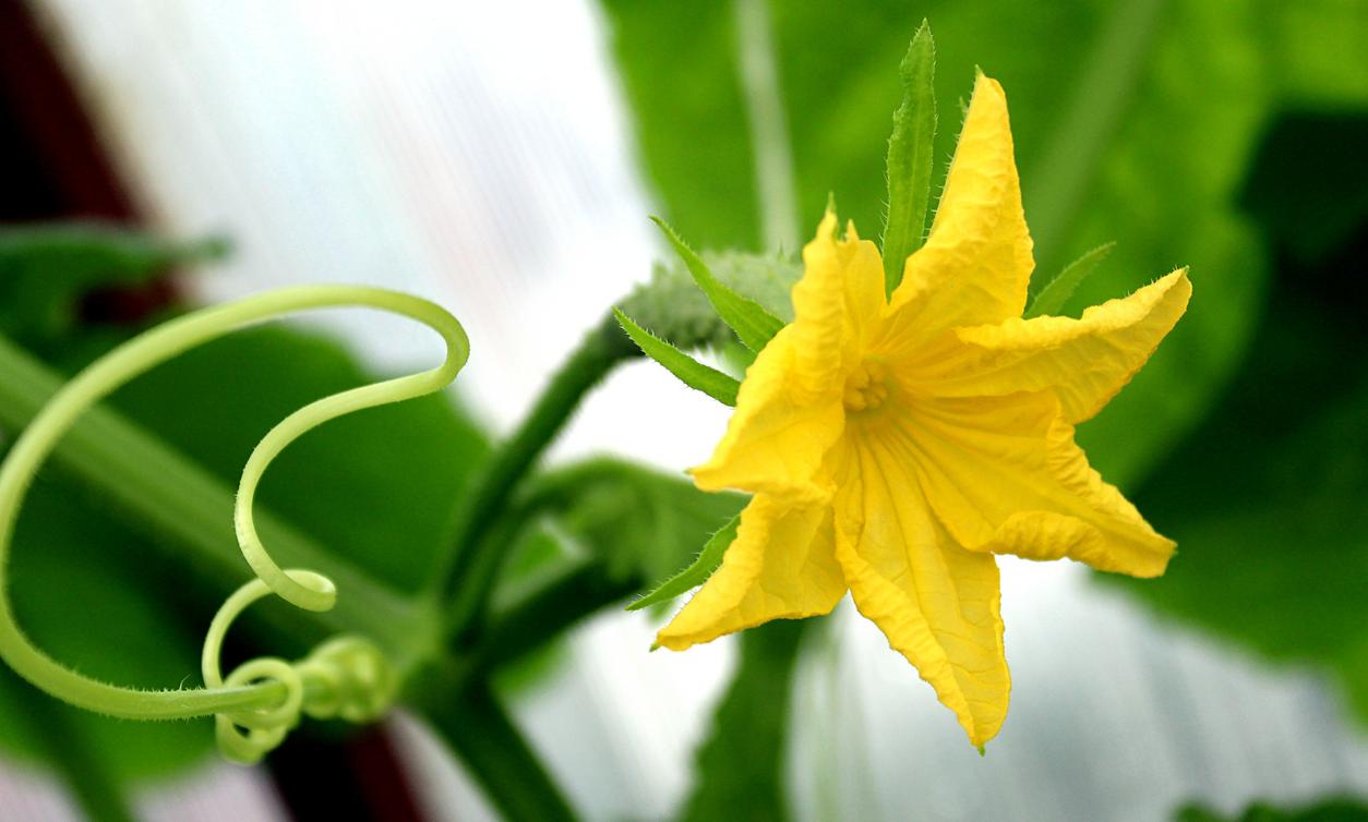 Cucumber Plant Stages: What to Know