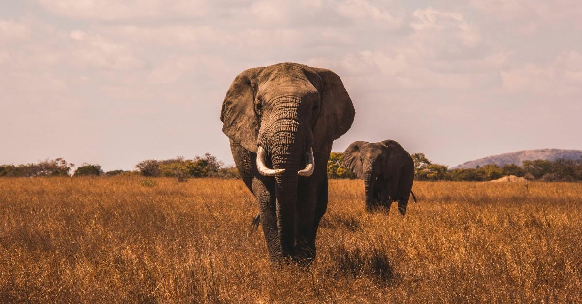 How Smart Are Elephants? Don’t Underestimate Pachyderms