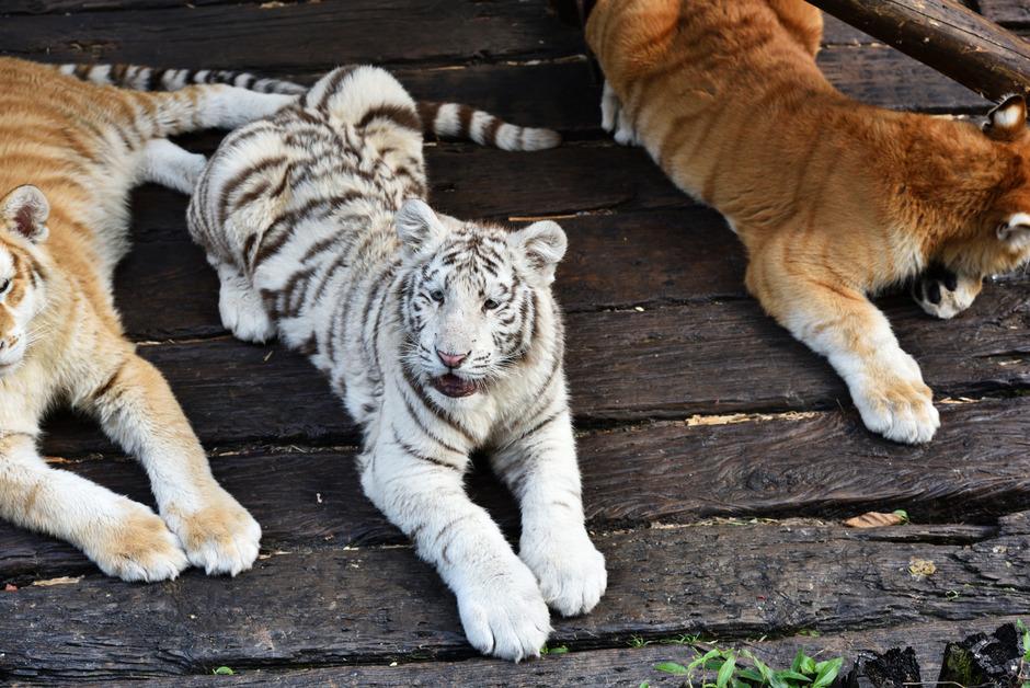 Kenny the Tiger Didn’t Have Down Syndrome