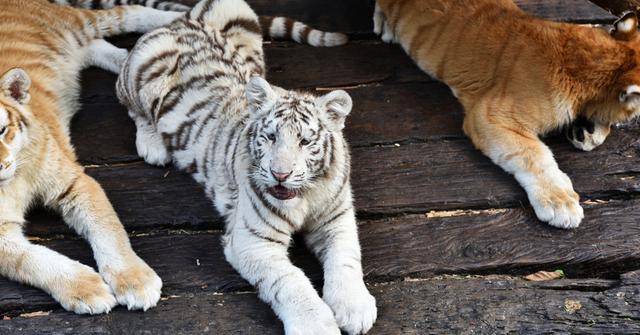 Kenny the Tiger Didn’t Have Down Syndrome