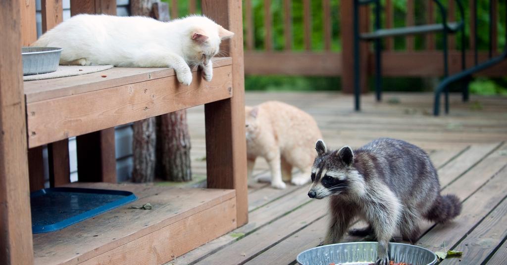 Do All Raccoons Have Rabies? What to Know