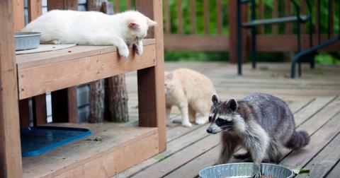 Do All Raccoons Have Rabies? What to Know