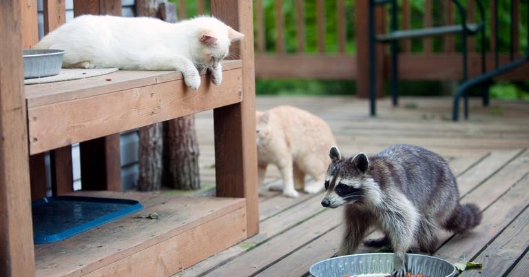 Do All Raccoons Have Rabies? What to Know