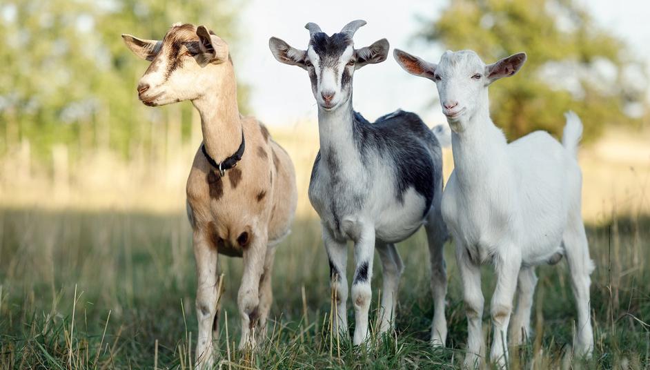 Why Is a Goat Satanic? Here's How Come Satan Often Looks like a Goat