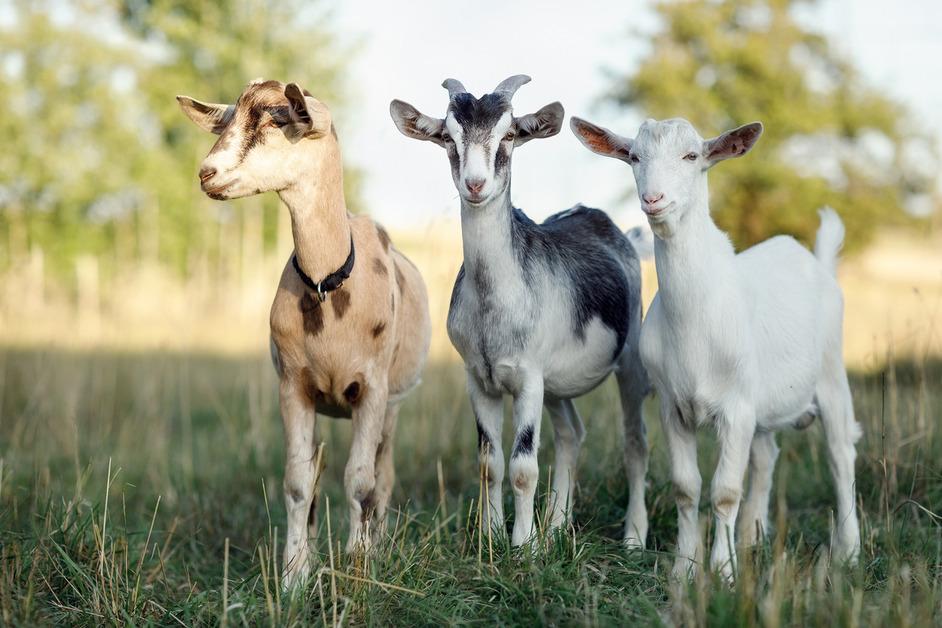 Why Is a Goat Satanic? Here's How Come Satan Often Looks like a Goat