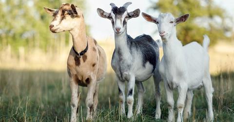 Why Is a Goat Satanic? Here's How Come Satan Often Looks like a Goat