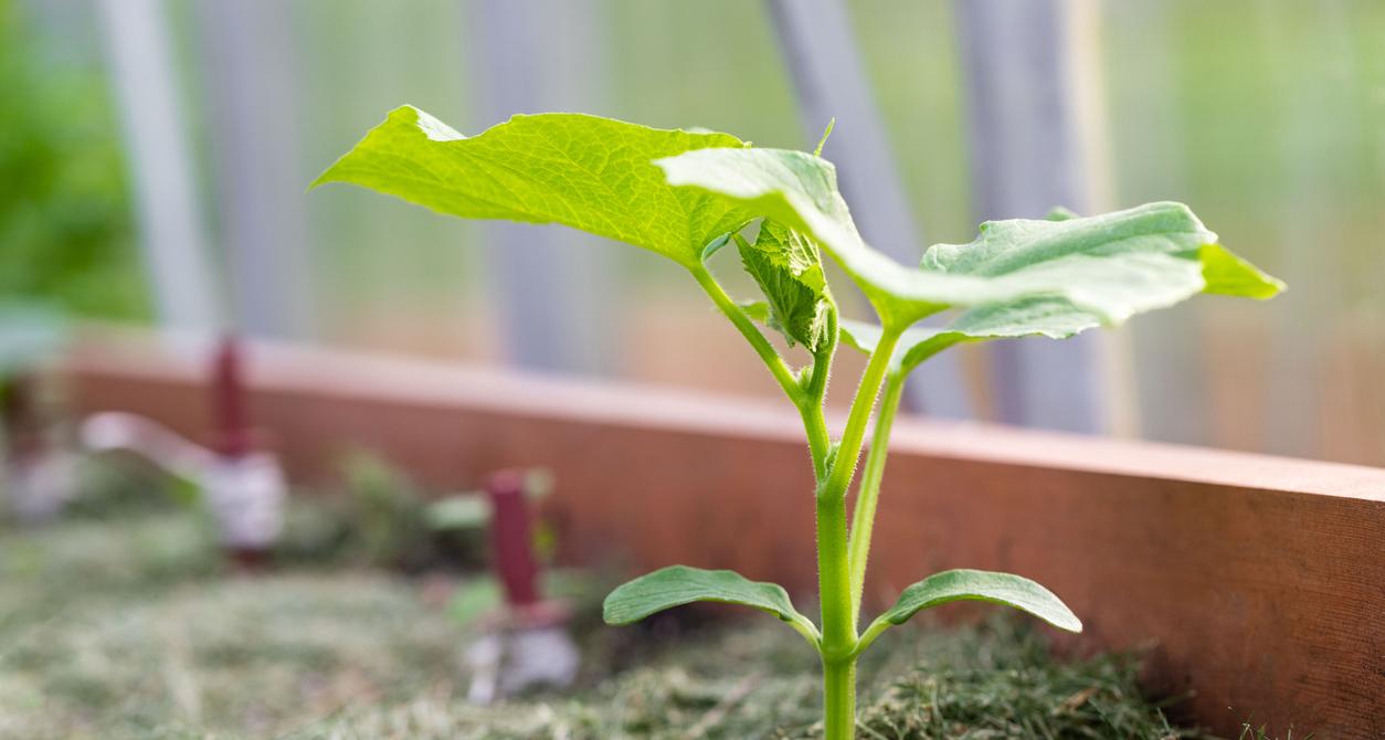 Cucumber Plant Stages: What to Know
