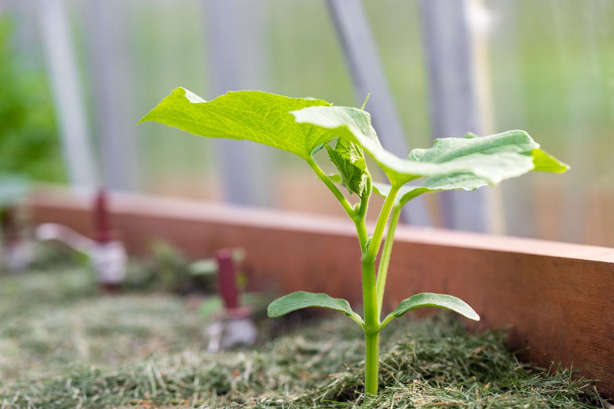 Cucumber Plant Stages: What to Know