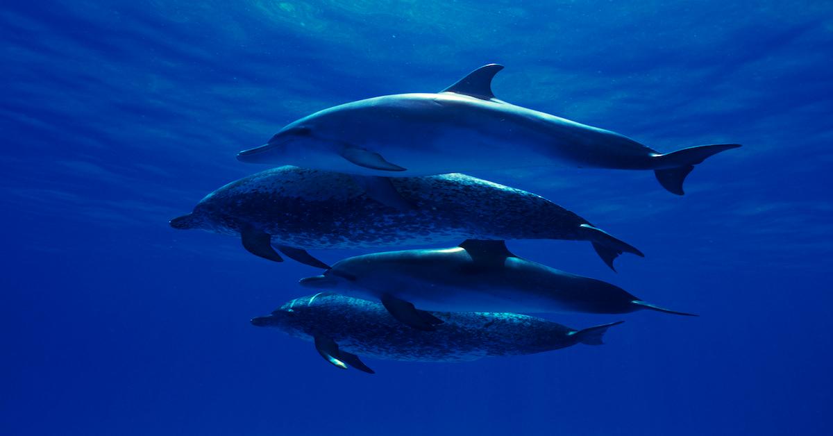 What Is Seismic Blasting?