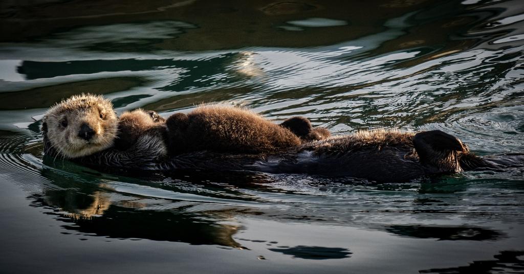 Sierra River Otters Attack Crystal Finn — Why It Happened