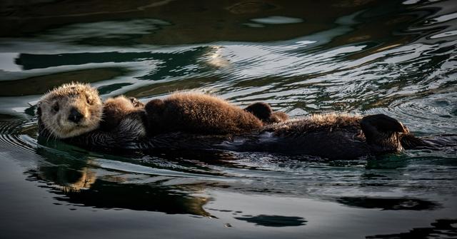 Sierra River Otters Attack Crystal Finn — Why It Happened