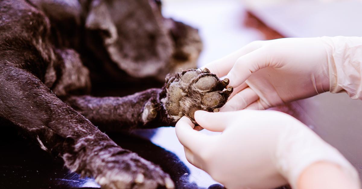 Is Barley Grass Dangerous to Dogs? Here’s What You Should Know