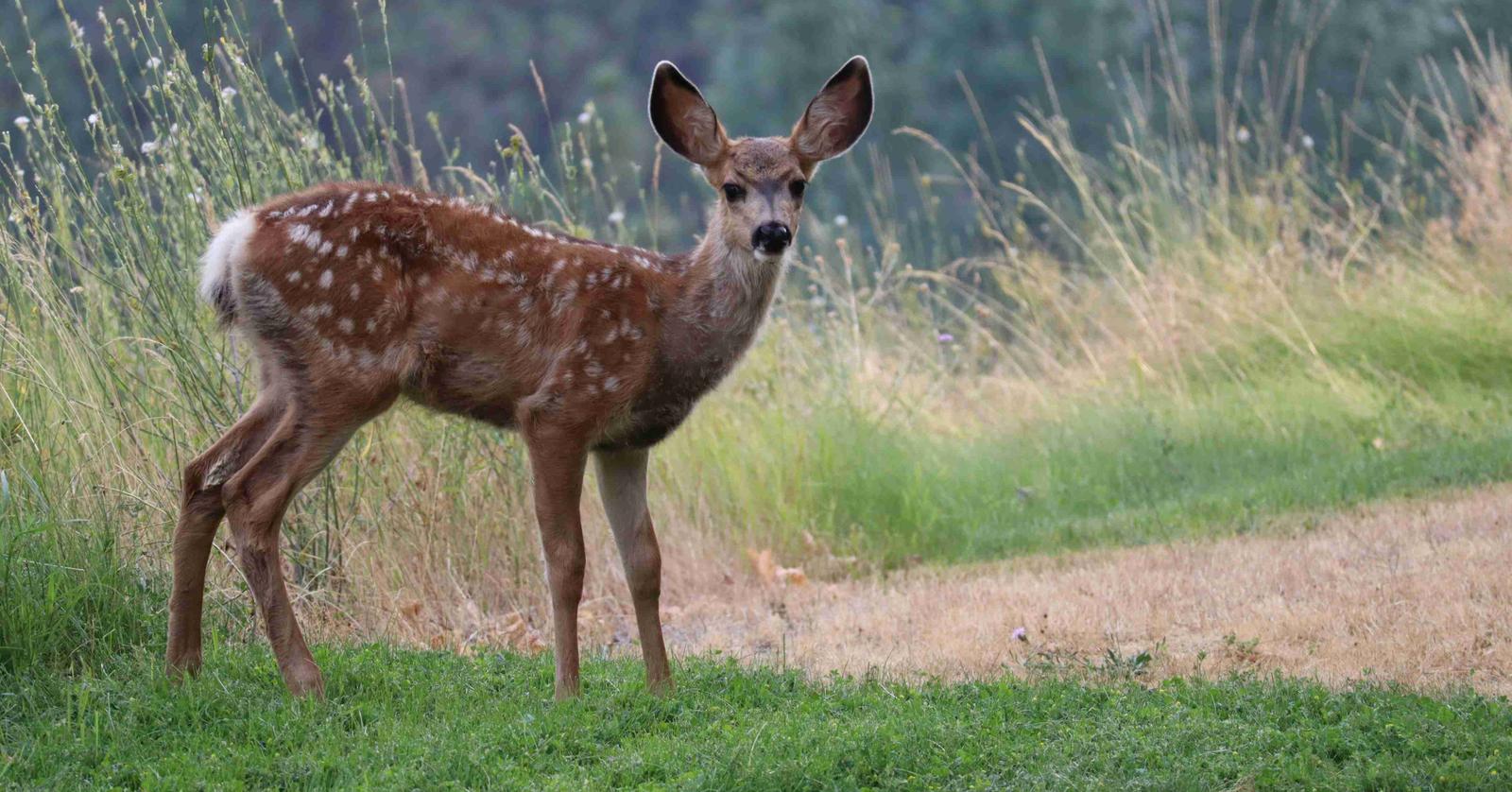 Do Deer Eat Birds? Details on the Wild Deer Diet
