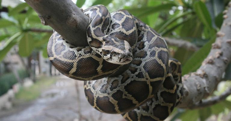 How Did an Alligator End up in a Burmese Python's Stomach?