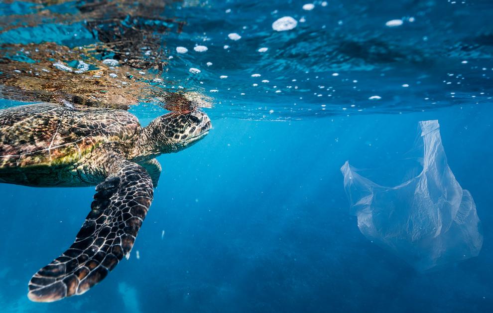 Top 10 Ways to Protect Endangered Species and Their Habitats