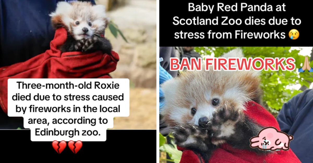 A Baby Red Panda Died From Stress at the Edinburgh Zoo