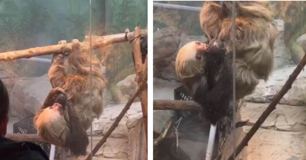 Sloth Surprises Guests at St. Louis Zoo With Birth