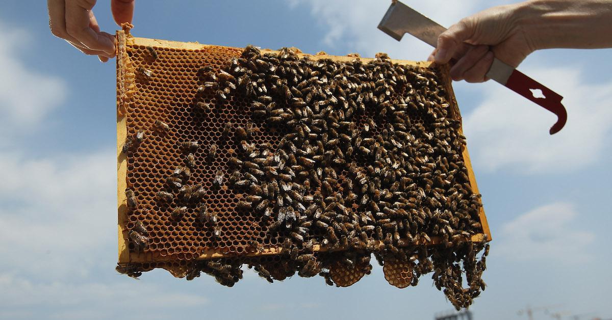 How the Honey Industry Affects the Environment