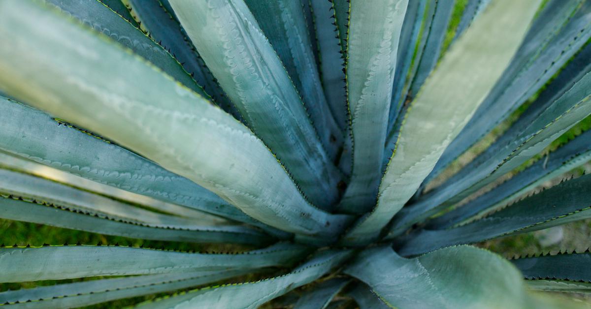 How to Transplant an Adult Plant, to Get a Head Start on Gardening