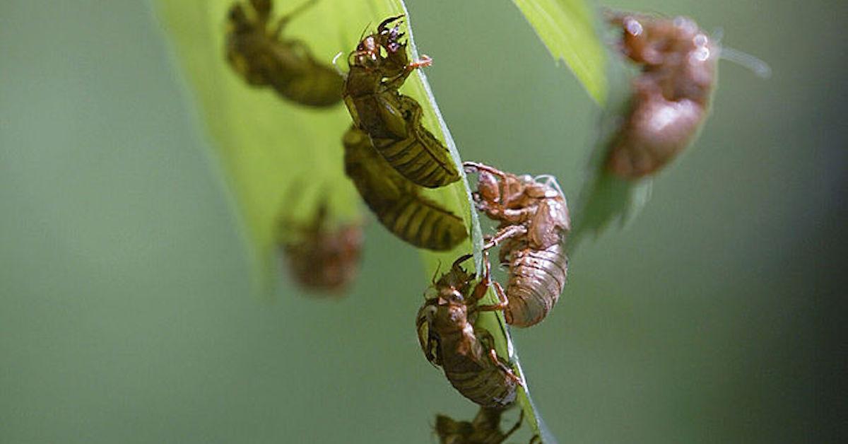 Brood 10 Cicadas: What to Know About the Upcoming Bug Invasion