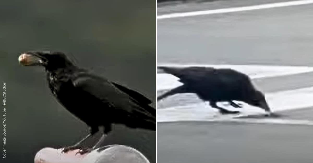 Japanese Crows Were Seen Placing Walnuts in the Middle of the Road ...