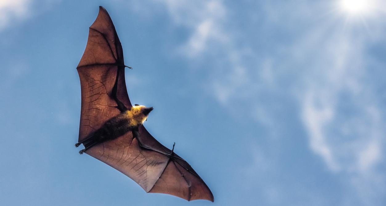 What Is the Spiritual Meaning of Seeing a Bat?