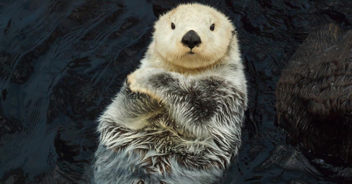 Otters Attacked Three Women on the Jefferson River — Details