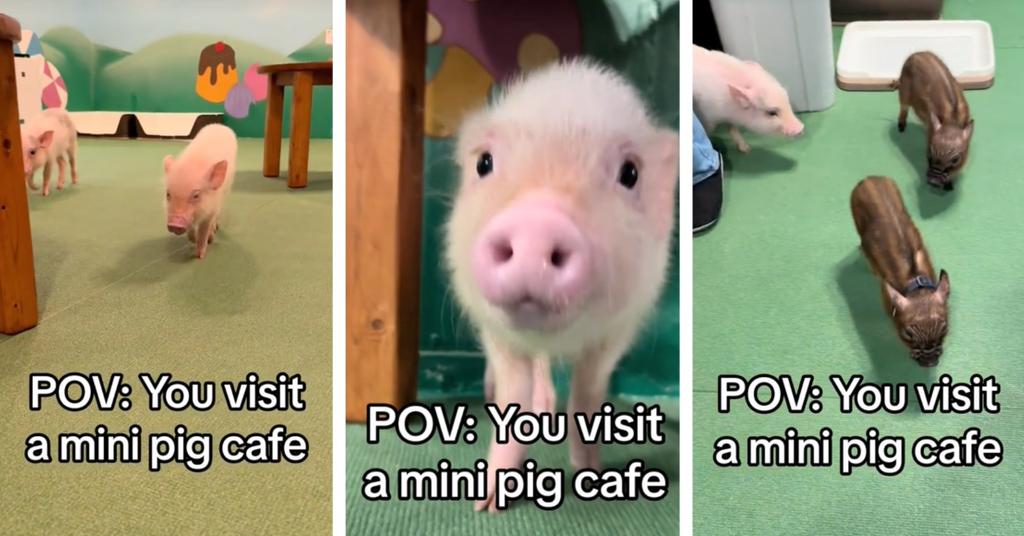 Pig Cafés Near Me: How You Can Meet Micro and Mini Pigs