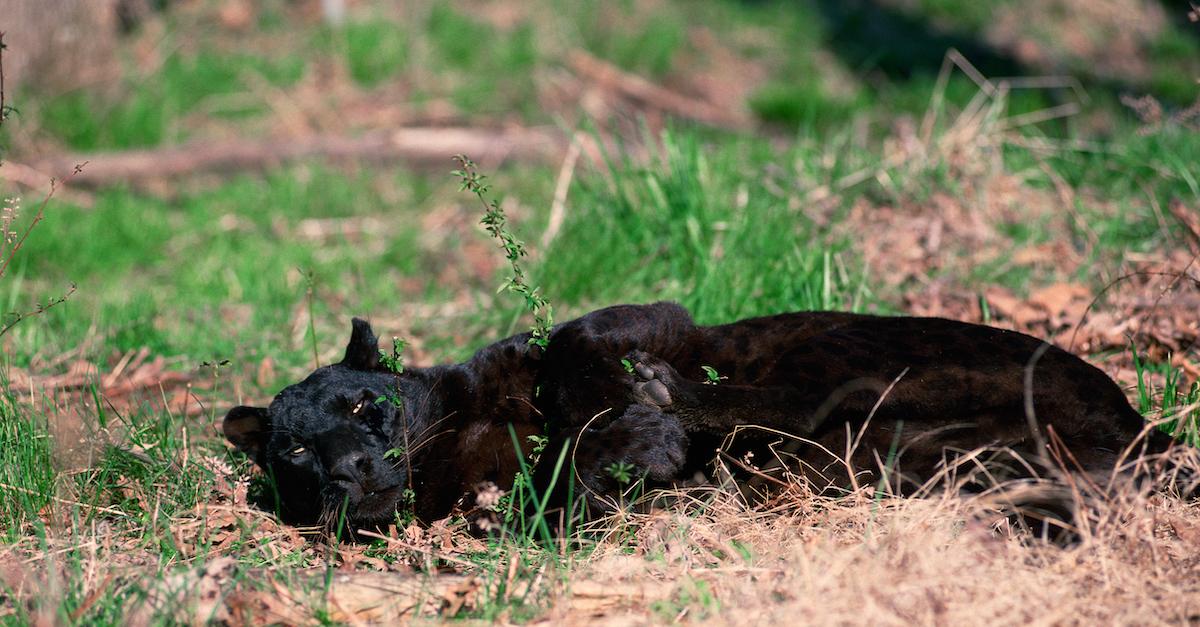 Black Jaguar-White Tiger Foundation Shut Down Details