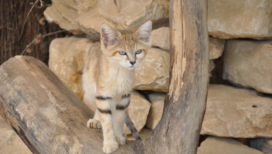 Is the Sand Cat Rare? All About the Elusive Feline