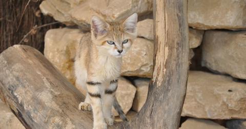 Is the Sand Cat Rare? All About the Elusive Feline