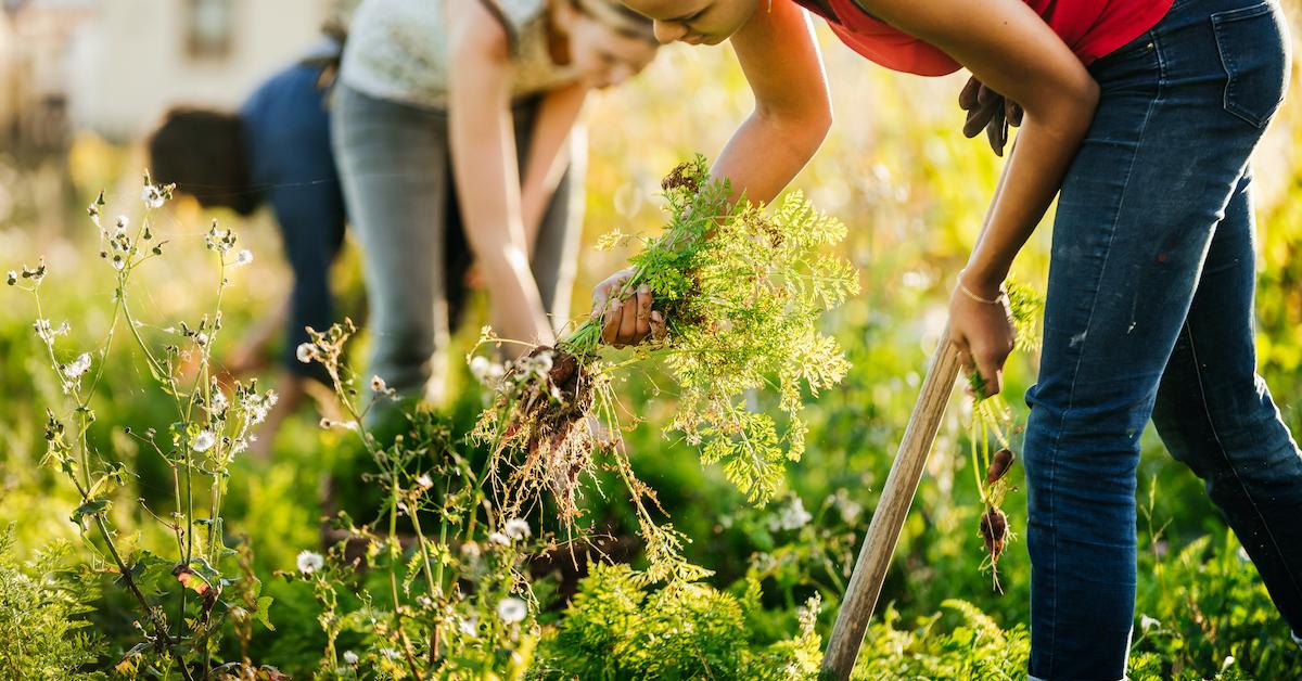 Is Preen Safe for Vegetable Gardens? Here's What You Should Know