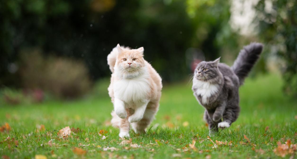 Vets Explain Why Cats Like to Chase Their Tail